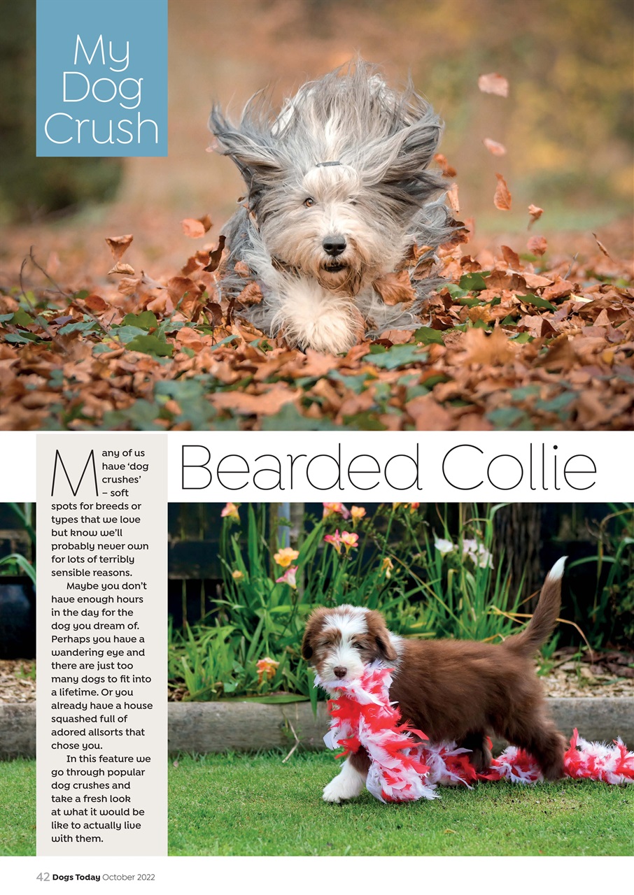 Dogs Today Magazine - October 2022 Back Issue