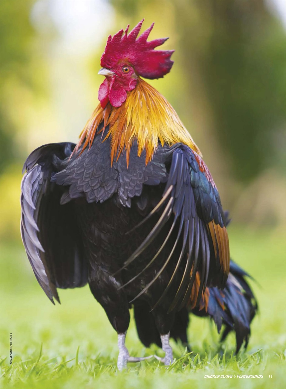 Chickens Magazine Coops And Playgrounds Special Issue