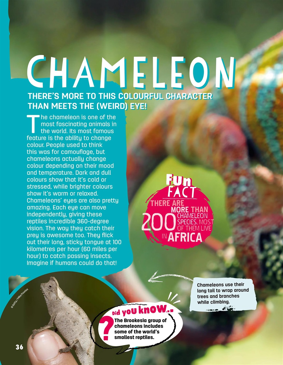 Creative Bookazine - Learn, Draw & Colour: Animals Third Edition Back Issue Creative Bookazine - Learn, Draw & Colour: Animals Third Edition Back Issue
