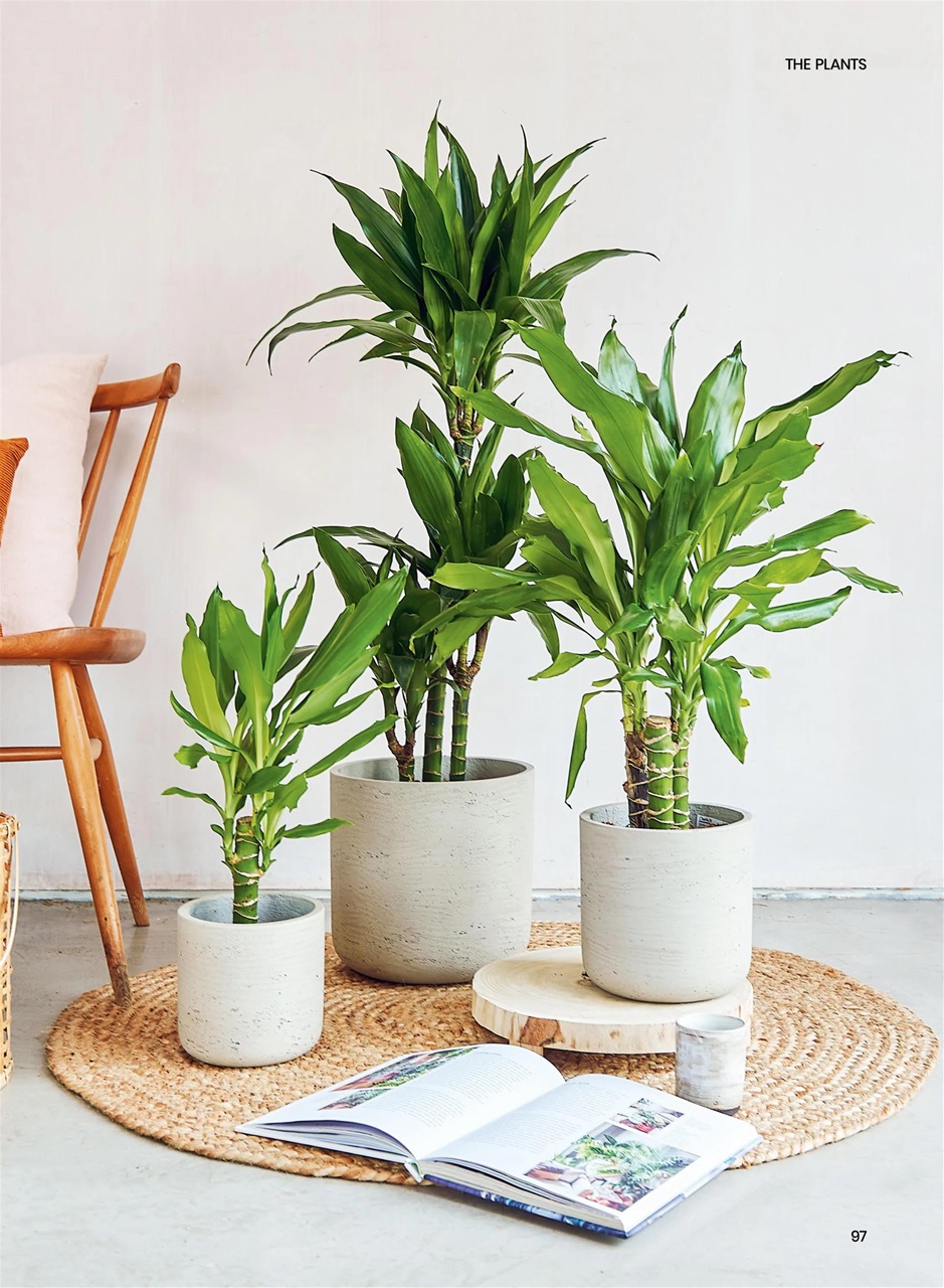 Home Interests Bookazine - Complete Guide to Houseplants First Edition ...