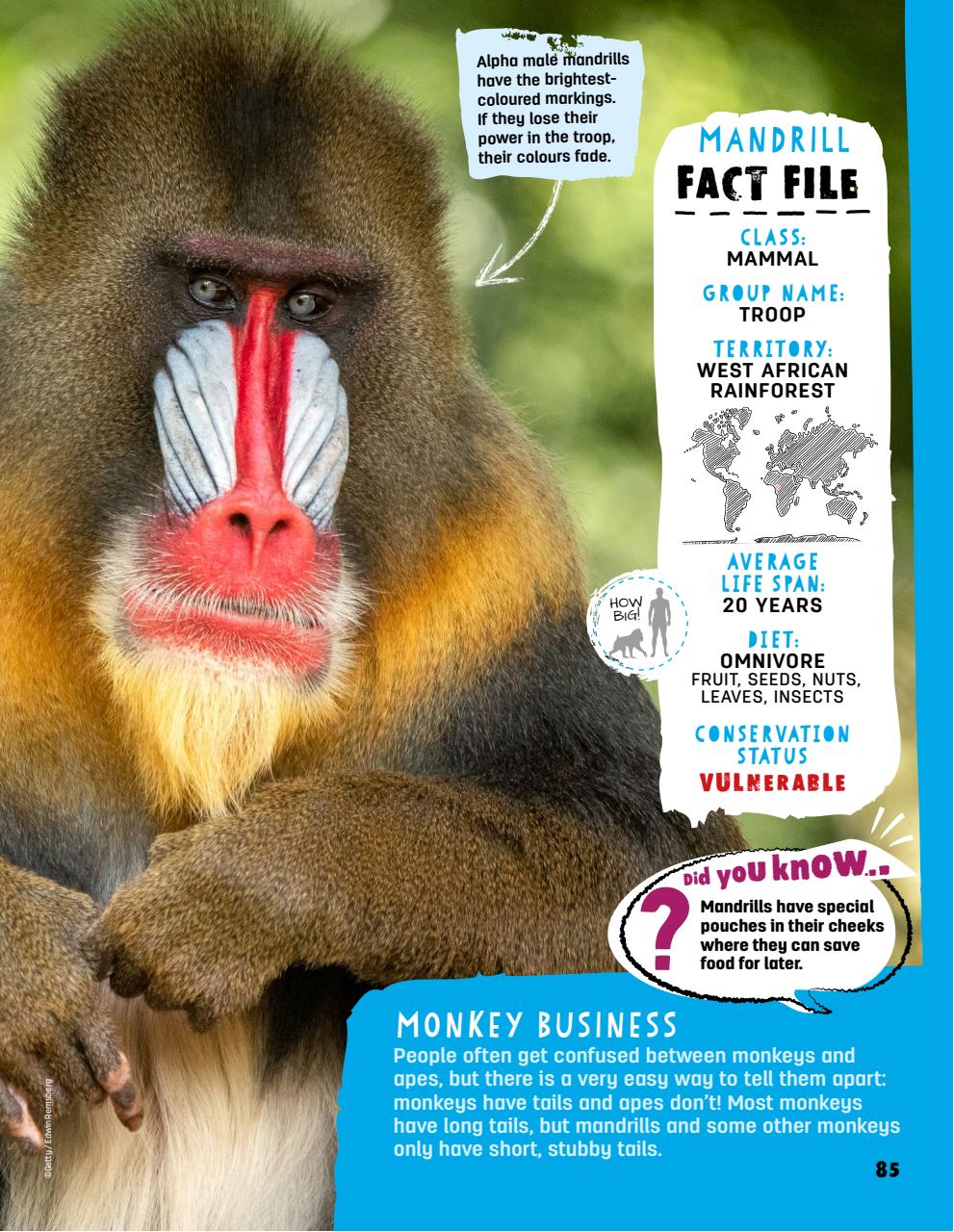 Creative Bookazine - Learn, Draw & Colour: Animals Fourth Edition Back ...