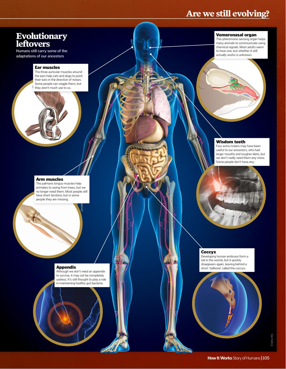 How It Works Bookazine - How It Works: The Story Of Humans Sixth ...