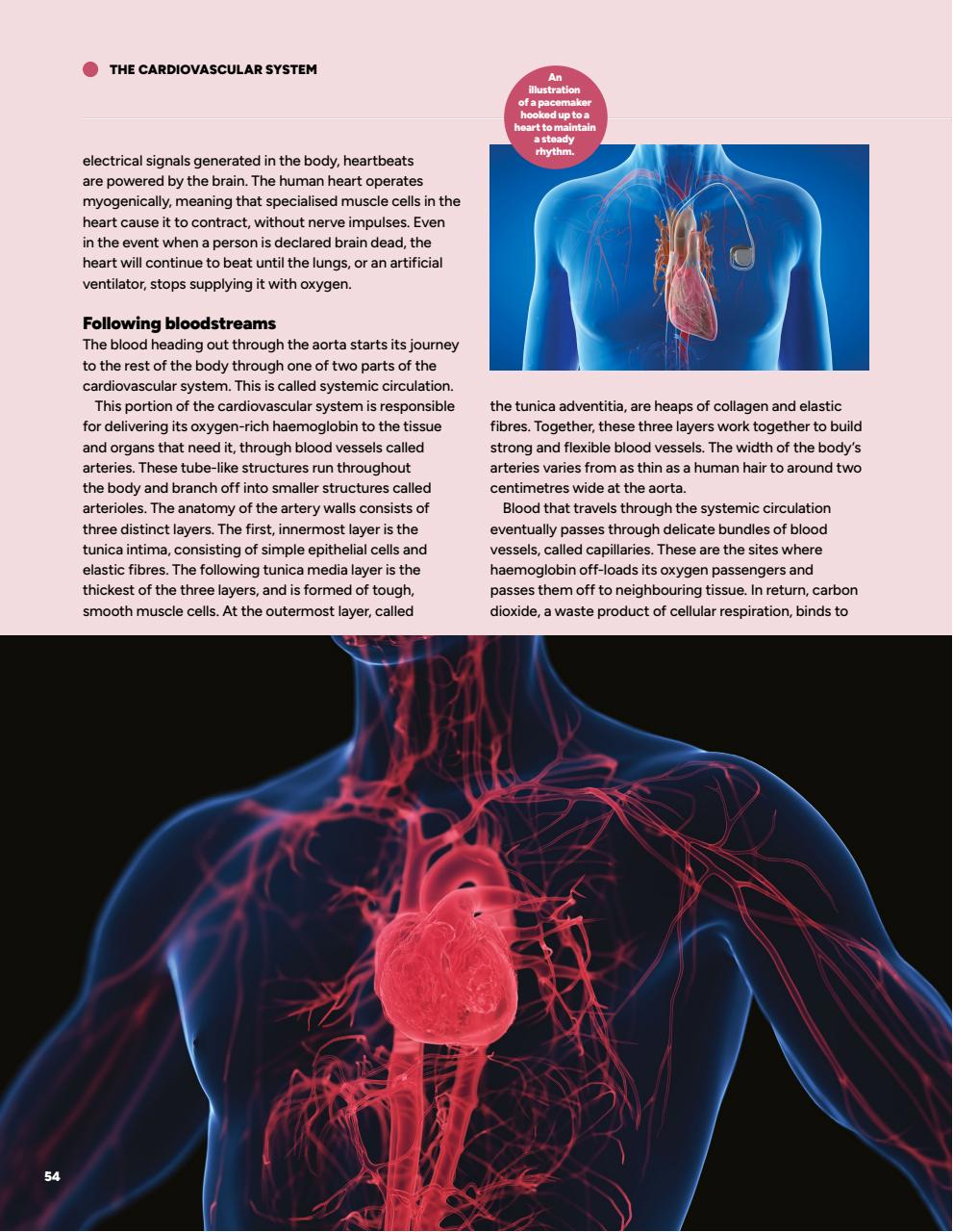 How It Works Bookazine - Complete Guide To The Human Body Second ...