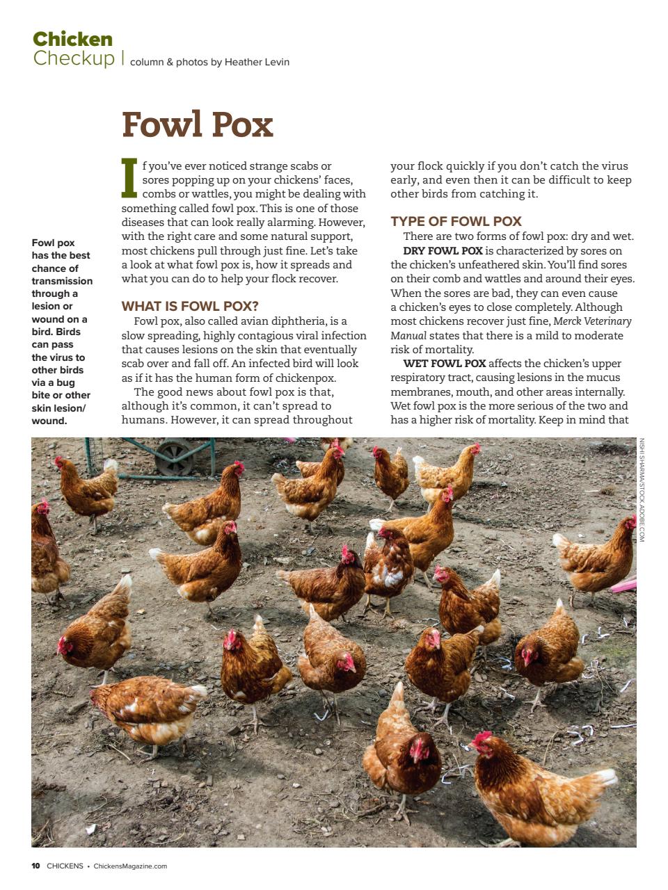 Chickens Magazine Subscriptions and 2025-12 (Nov/Dec 25) Issue