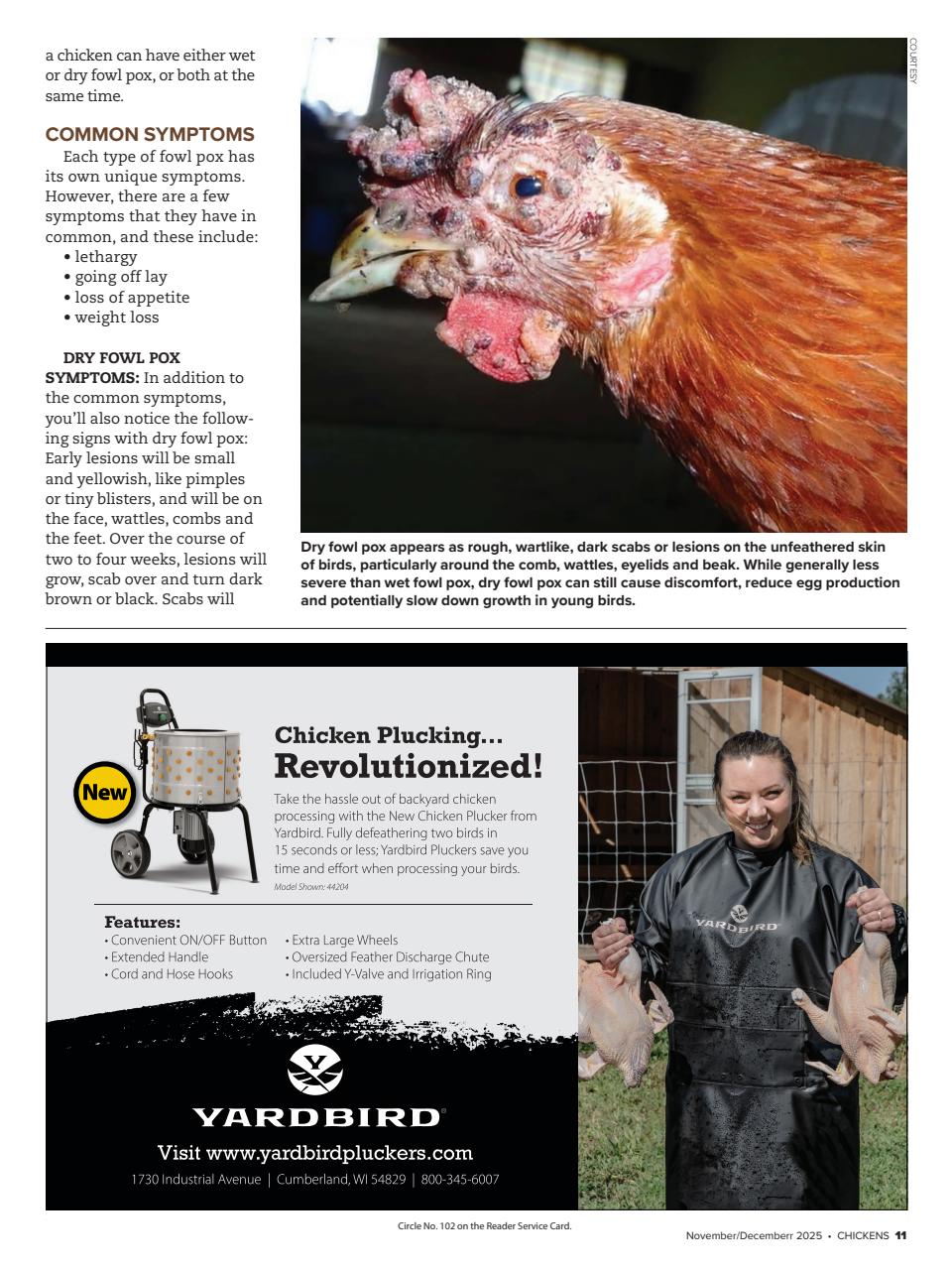 Chickens Magazine Subscriptions and 2025-12 (Nov/Dec 25) Issue