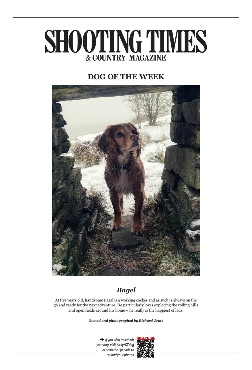 Shooting Times & Country Magazine - 7-Jan-2026 Back Issue