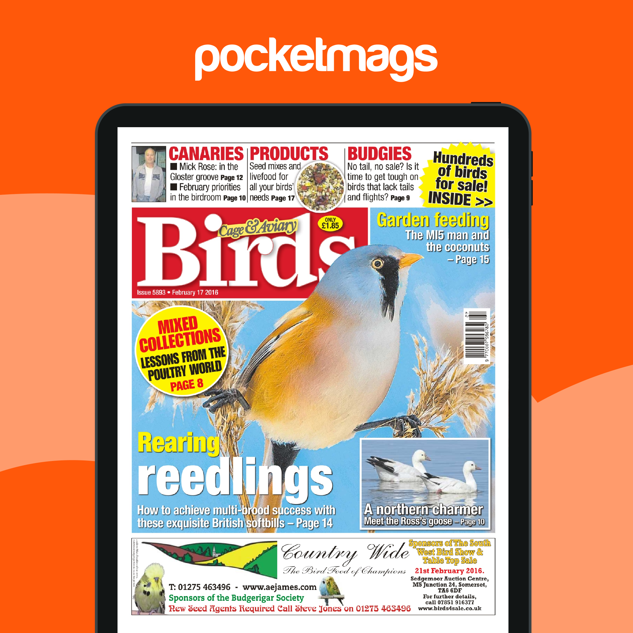 Cage & Aviary Birds Magazine - No. 5893 Rearing Reedlings Retour à l ...