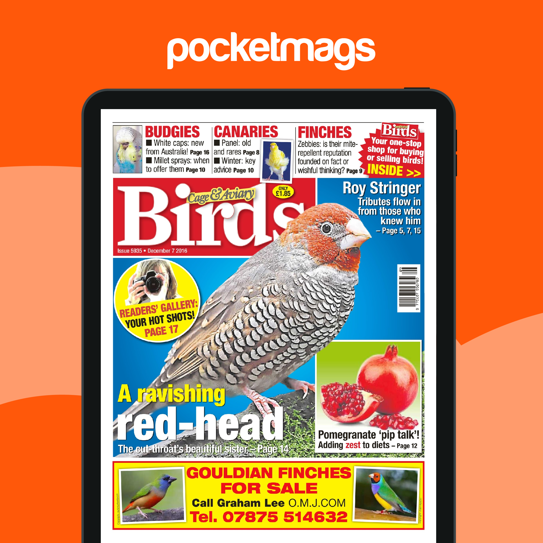 Cage & Aviary Birds Magazine - No. 5935 A Ravishing Red Head Edición ...