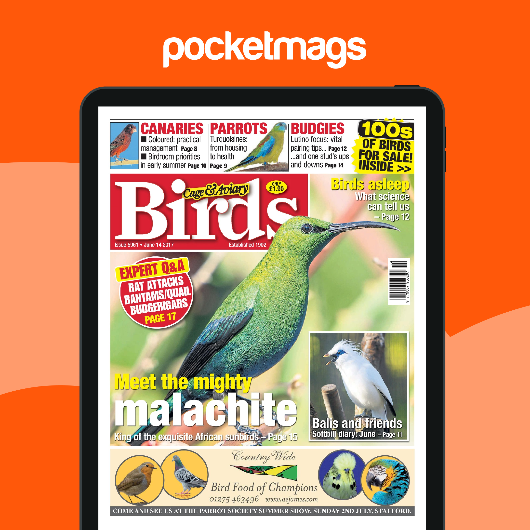 Cage & Aviary Birds Magazine - No. 5961 Meet the mighty malachite ...