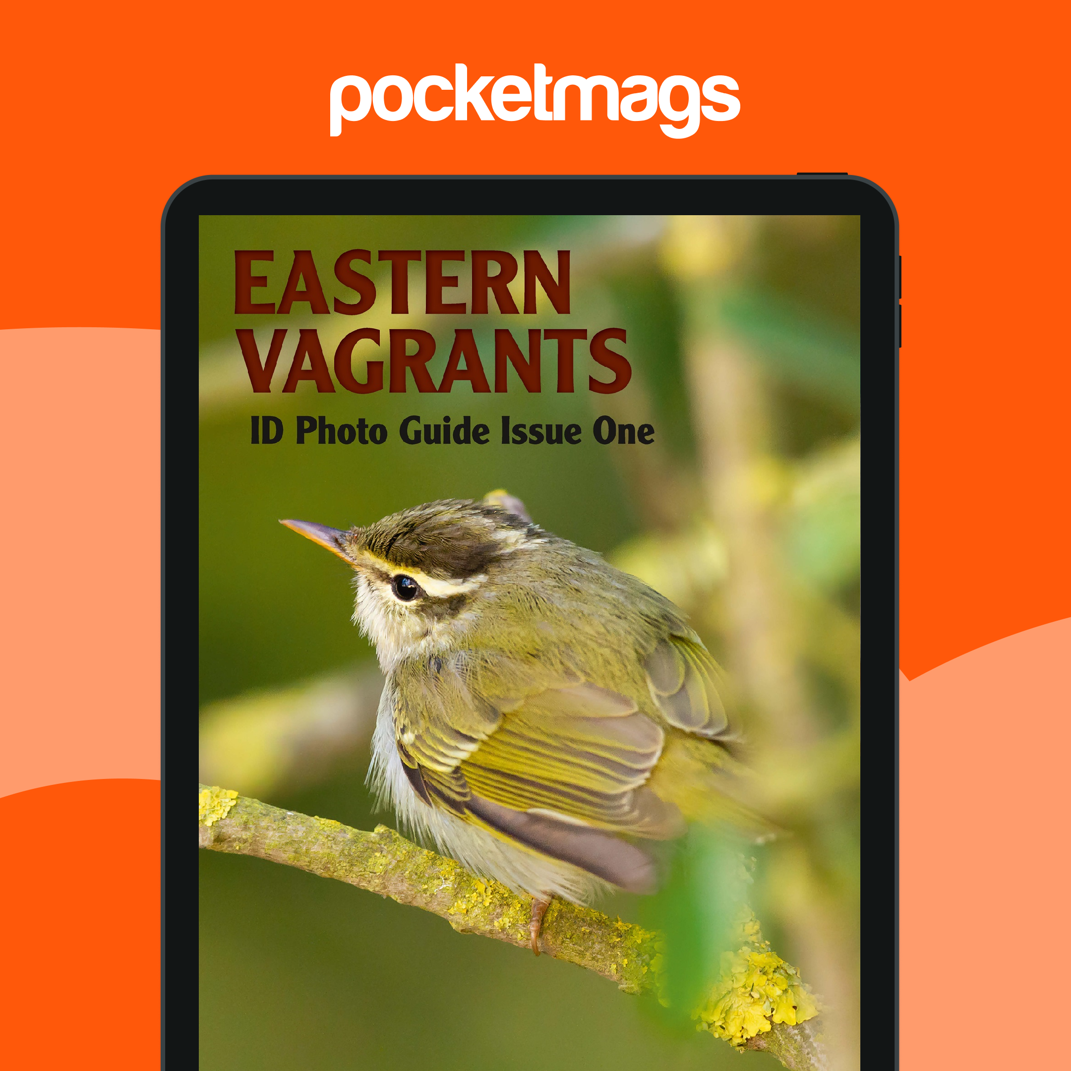 Birdwatch Magazine - Eastern Vagrants Special Issue