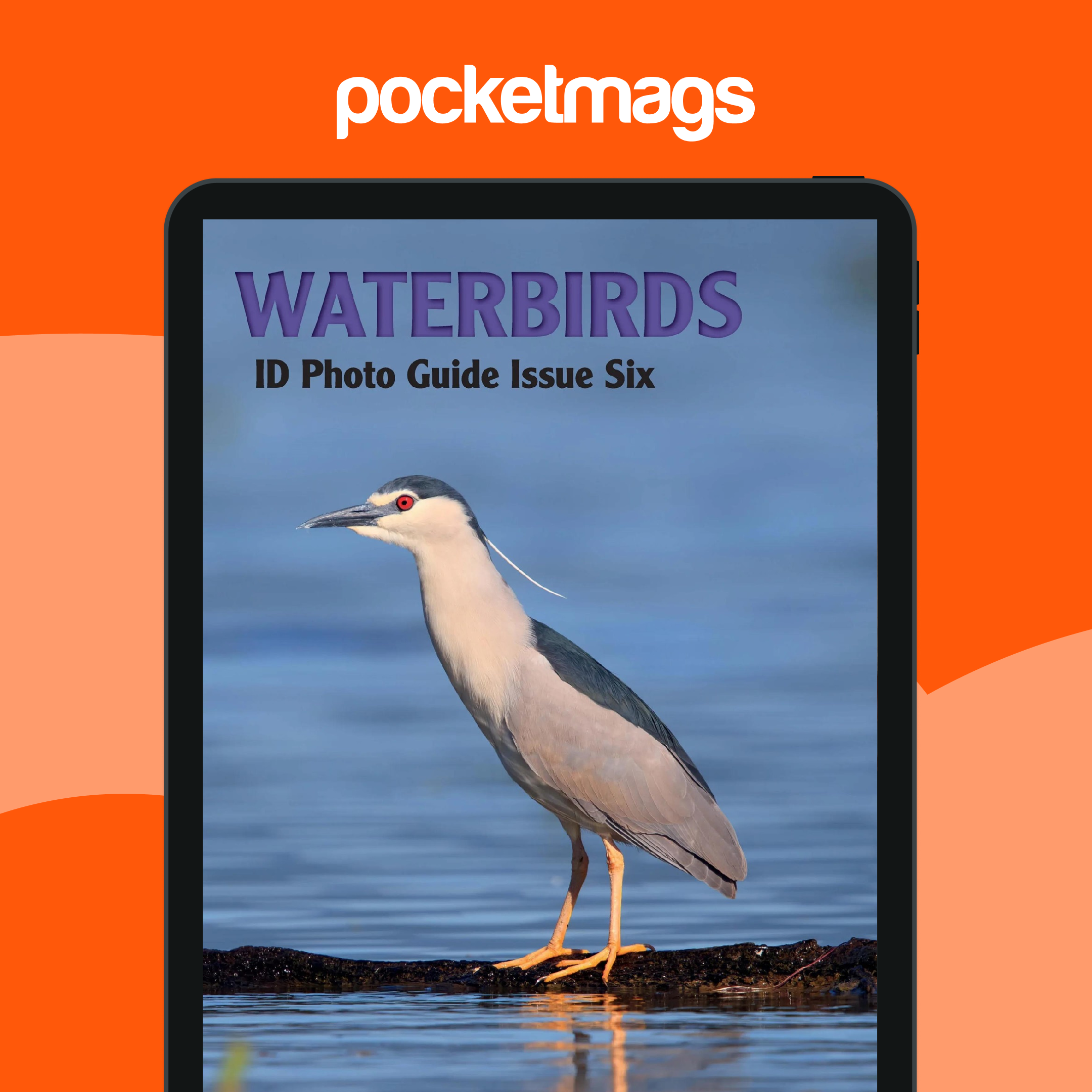 Bird ID Photo Guides Magazine - Waterbirds Edición anterior
