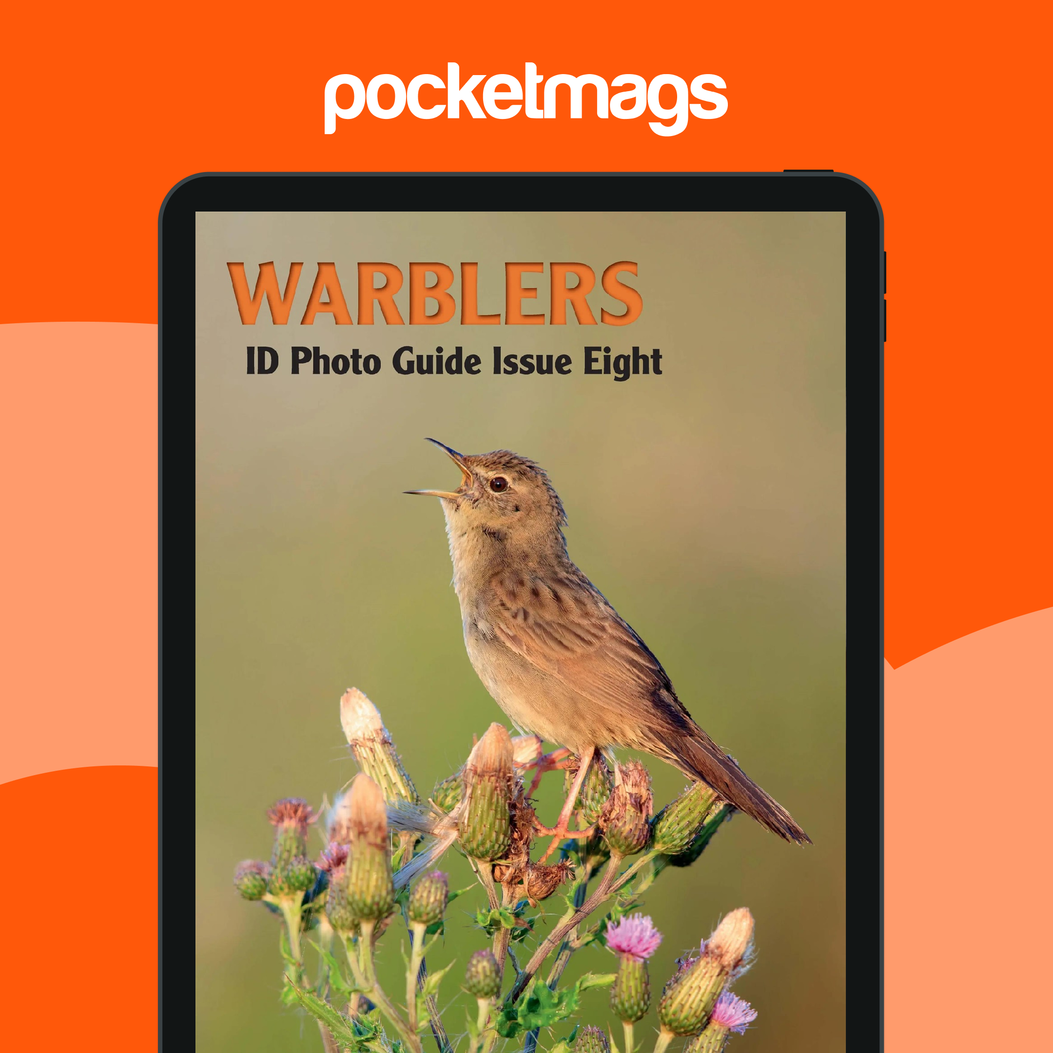 Bird ID Photo Guides Magazine - Warblers Back Issue