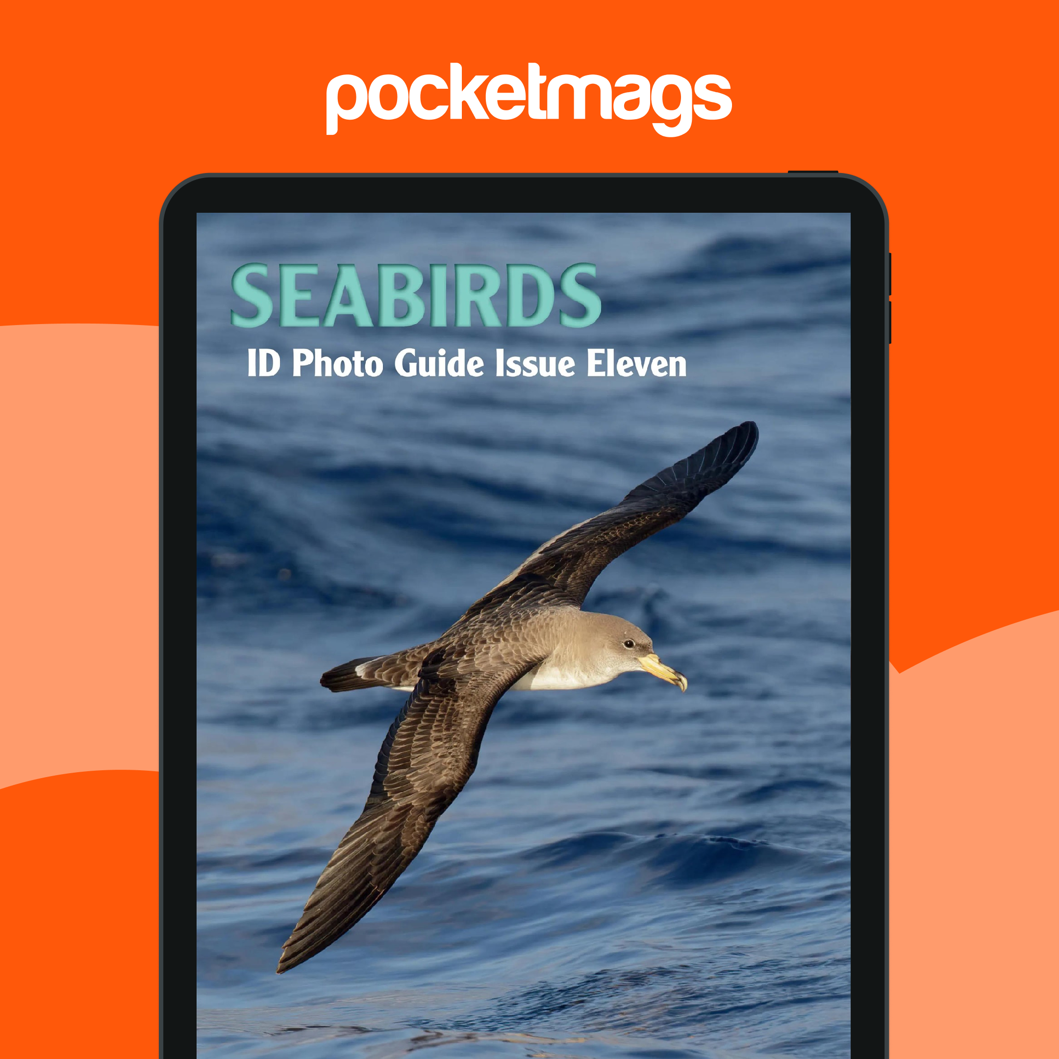Birdwatch Magazine - Seabirds Special Issue