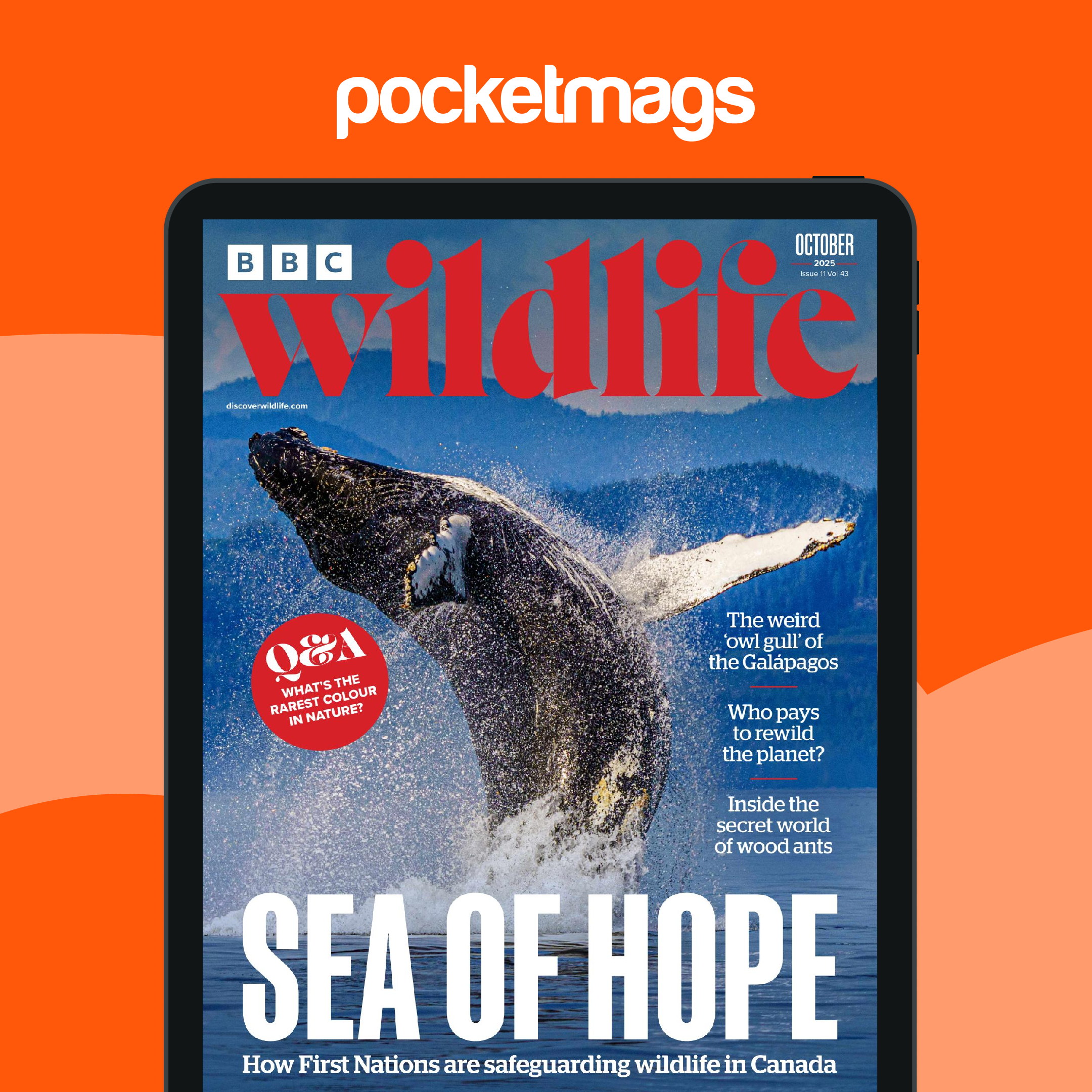 BBC Wildlife Magazine Subscriptions and October 2025 Issue