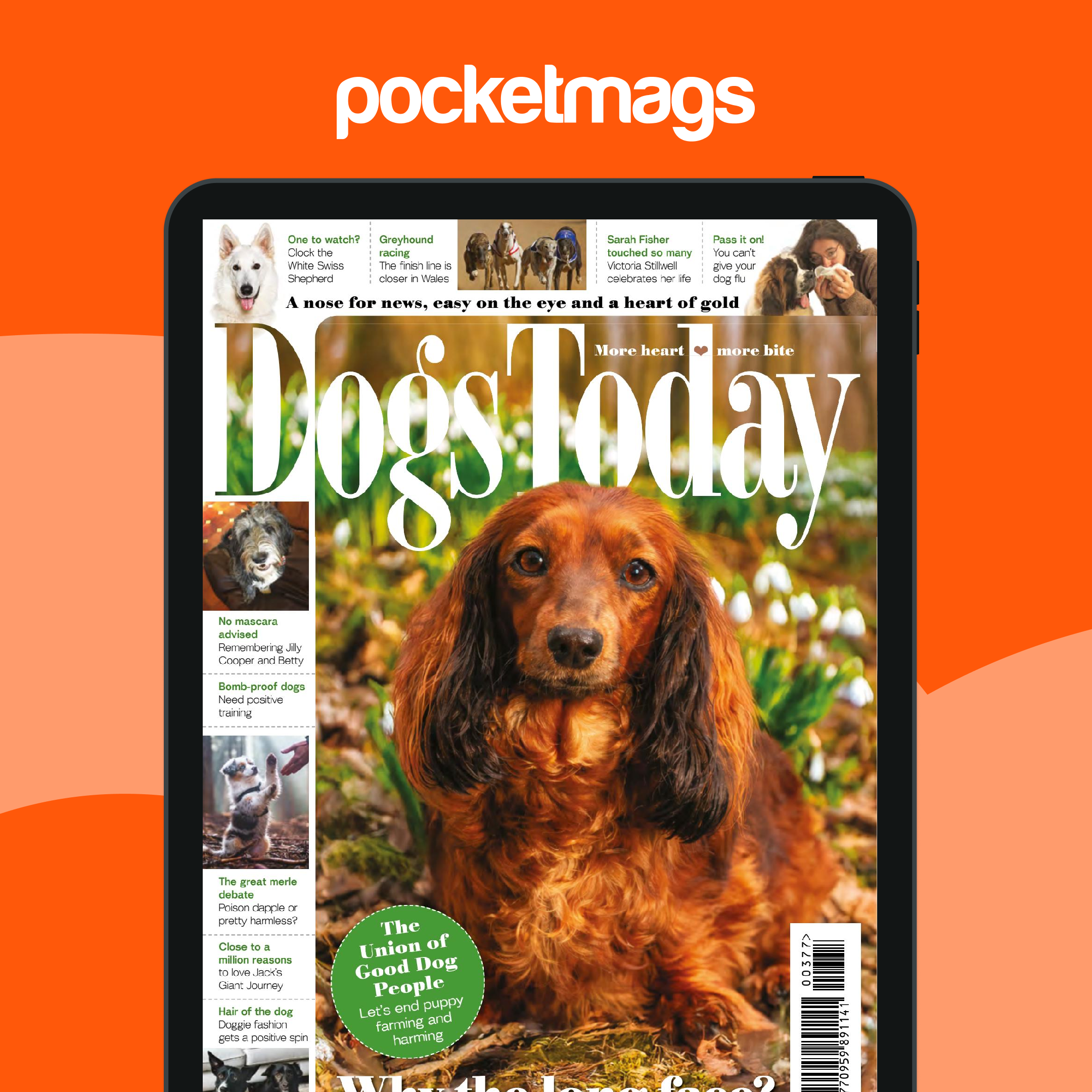 Dogs Today Magazine Subscriptions and Issue 377 Issue