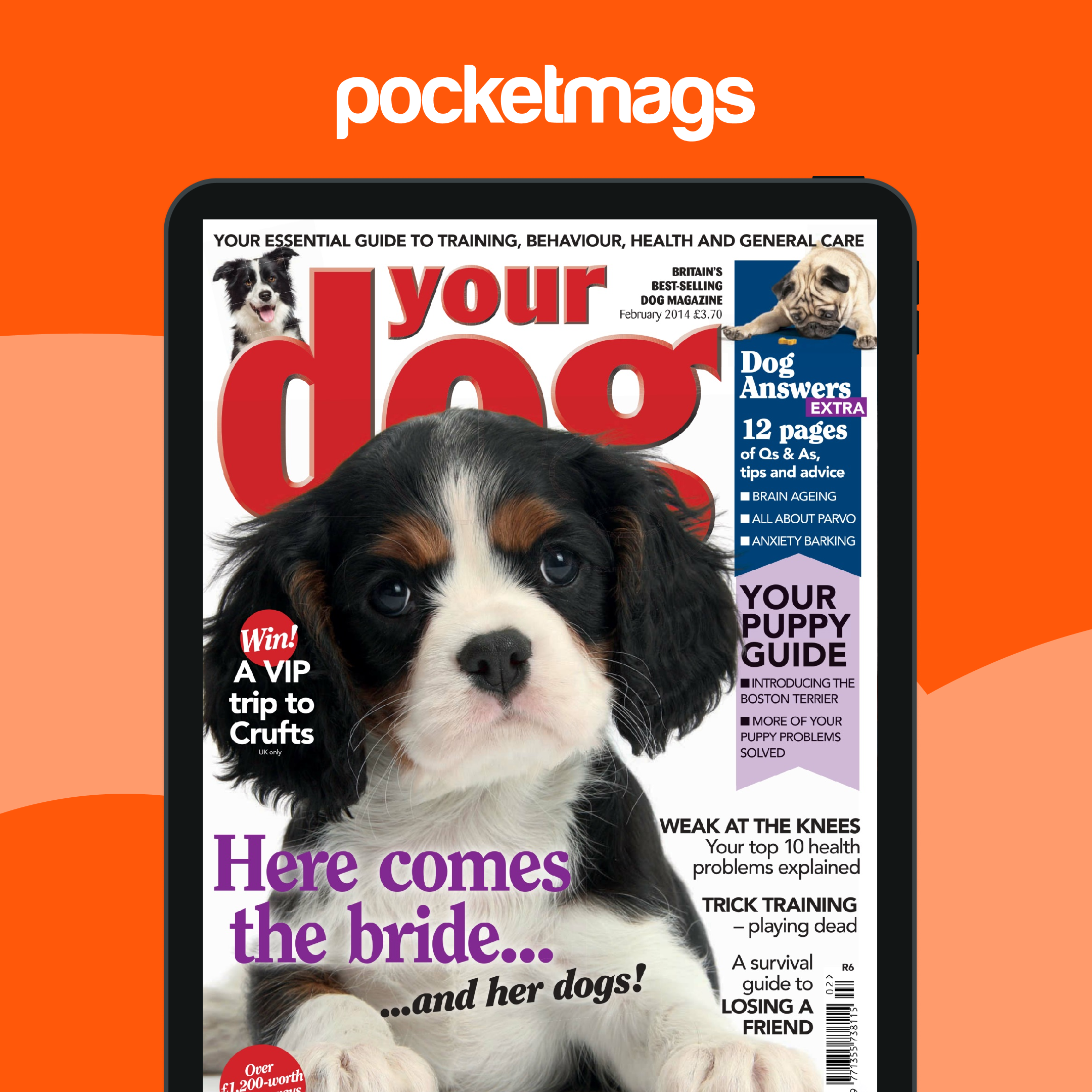 Your Dog Magazine - Your Dog Magazine February 2014 Retour à l'édition ...