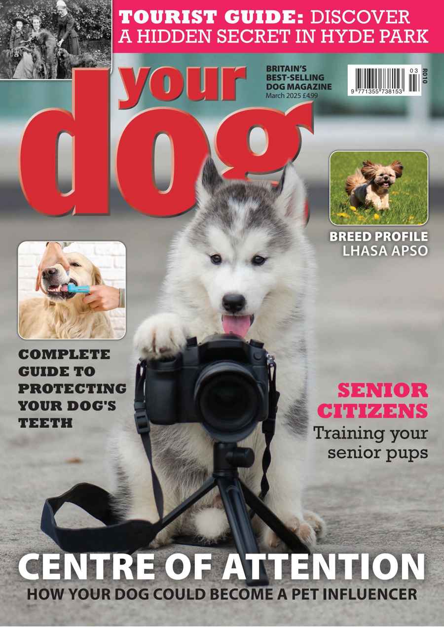 Buy YOUR DOG from Magazine Supermarket
